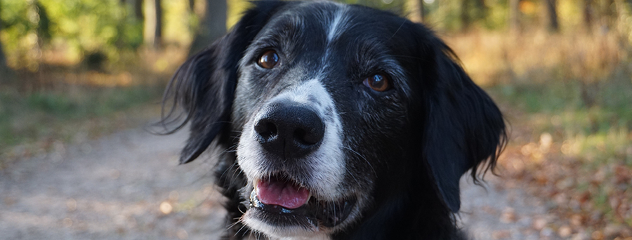 Wasserrettung seit 1913 - DLRG e.V.